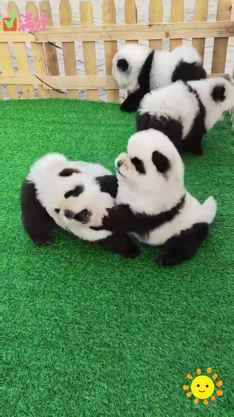 熊猫犬一只多少元