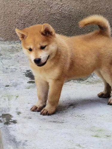 广西中华田园犬截图
