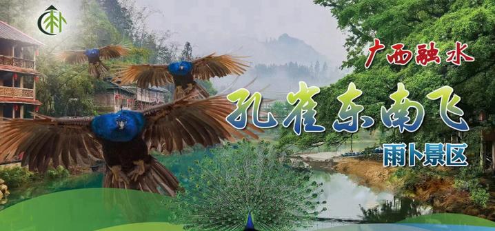 孔雀乐园赚钱软件图标