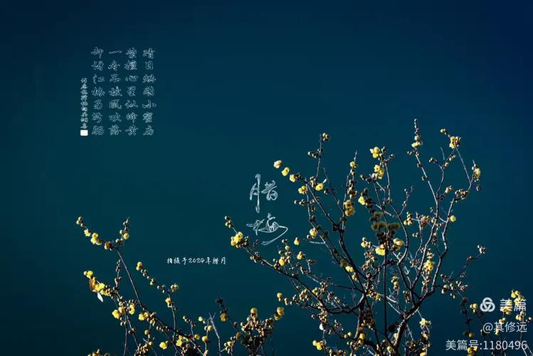 宫斗剧情游戏推荐图标