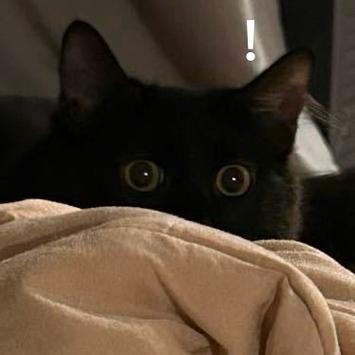 一只黑猫头像的外网app截图