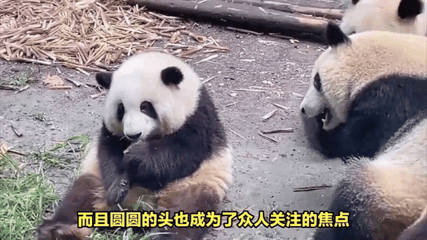 花花大熊猫红包版图标
