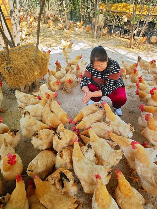养鸡达人赚钱图标