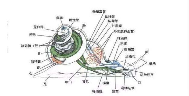 海螺各部位名称图解图标