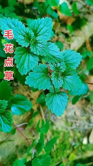 毛花点草主治功效作用图标