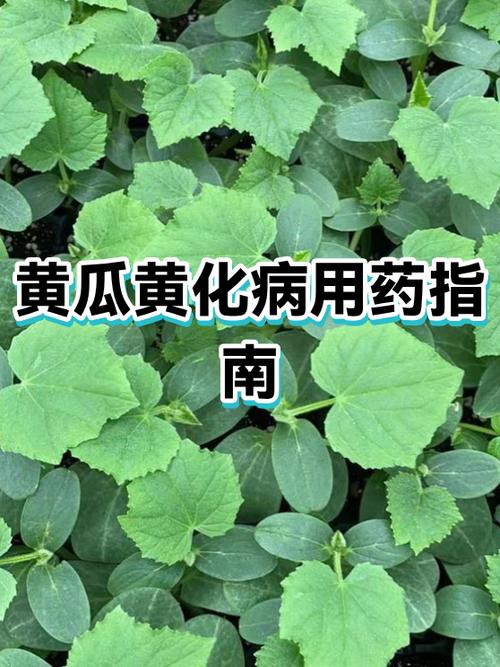 黄瓜的黄化病怎么治图标