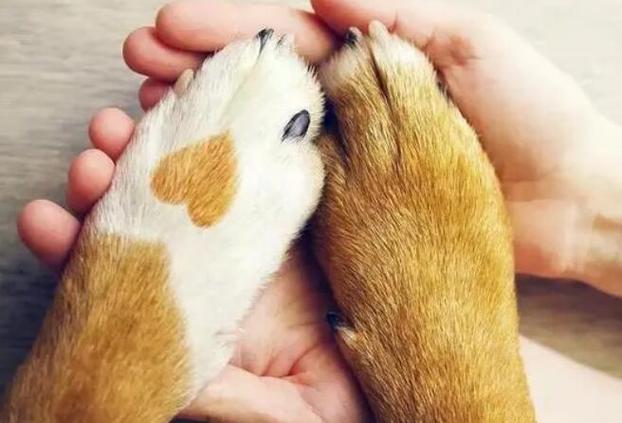 狗狗狼爪怎么切除图标