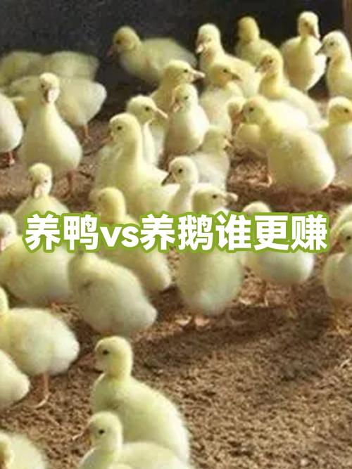 养鹅赚钱还是养鸭赚钱图标