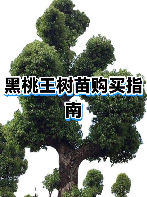 黑桃王桃树简介图标