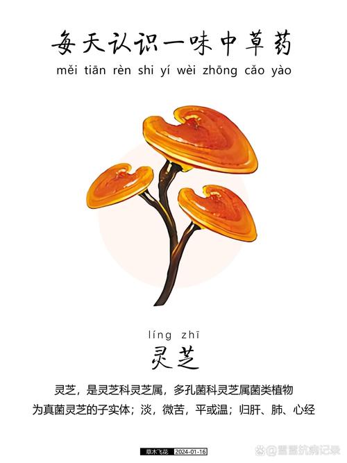 灵芝拼音截图