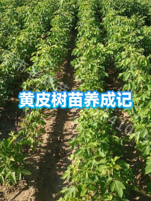 树苗的种植技巧图标