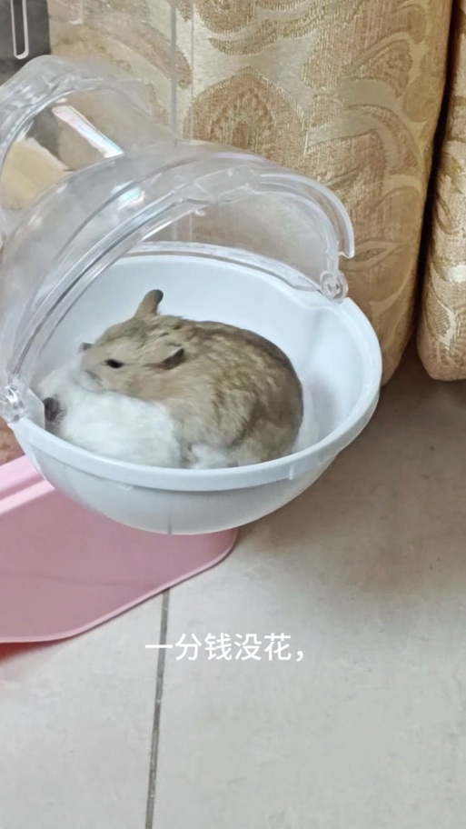 仓鼠活了四年截图