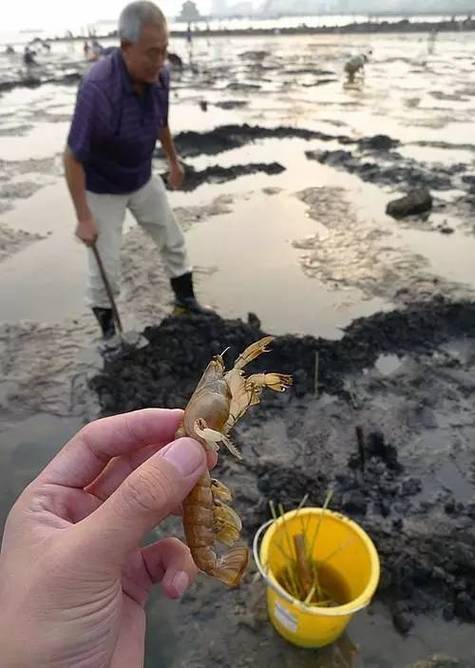 口碑农场钓的皮皮虾有什么用图标