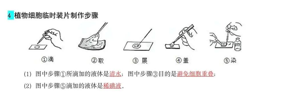 临时装片包括哪四个步骤图标