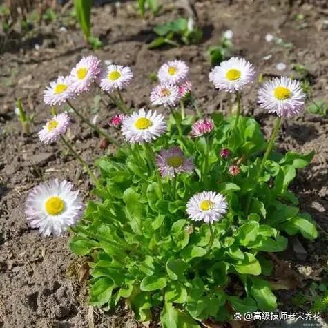 排名第一的驱蚊植物图标