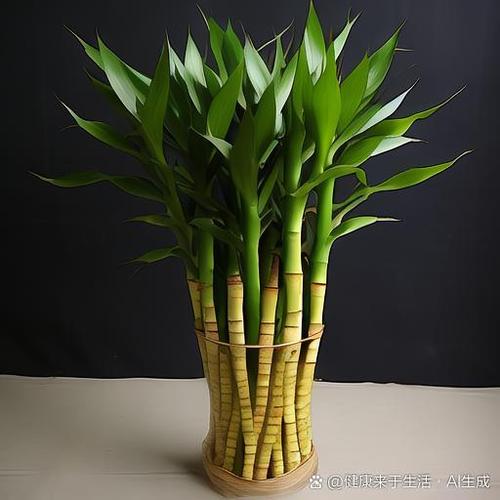佛堂供富贵竹几支最好图标