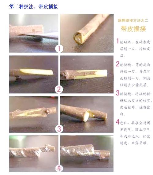 十种嫁接方法图解截图