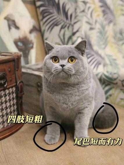 英短蓝猫怎样辨别纯度图标