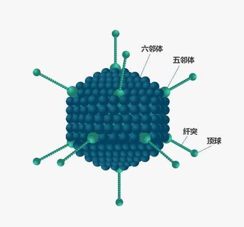 腺病毒图标
