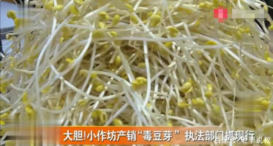 四川毒豆芽图标