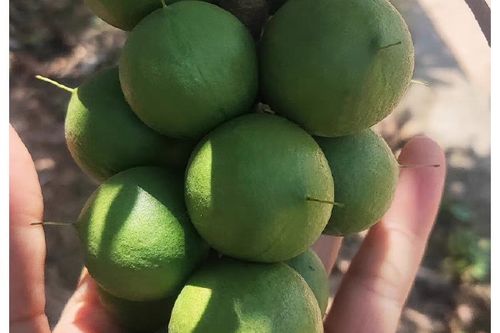 四季果的种子怎么种植视频