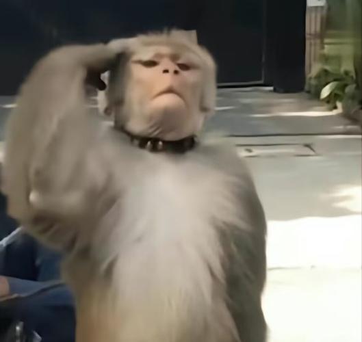 猴子的表情包怎么样图标