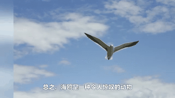 海鸥 豆瓣图标
