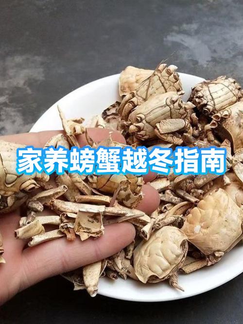 家养小螃蟹怎么过冬截图