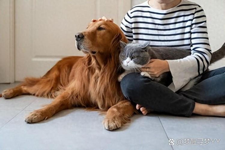 动物辅助治疗是一种