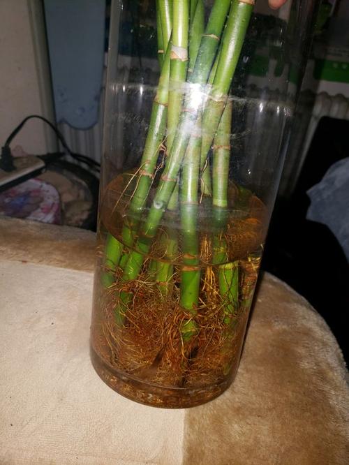 富贵竹不长是什么原因图标