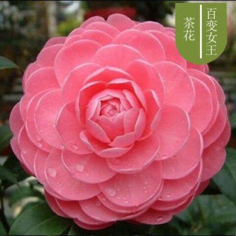 百变女王什么意思图标