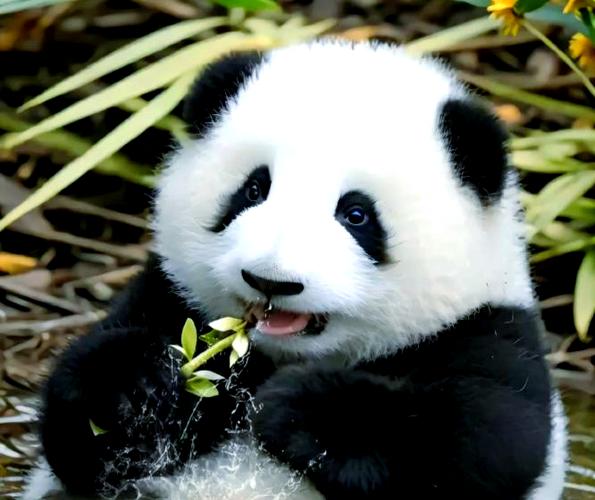 熊猫为什么叫熊猫图标