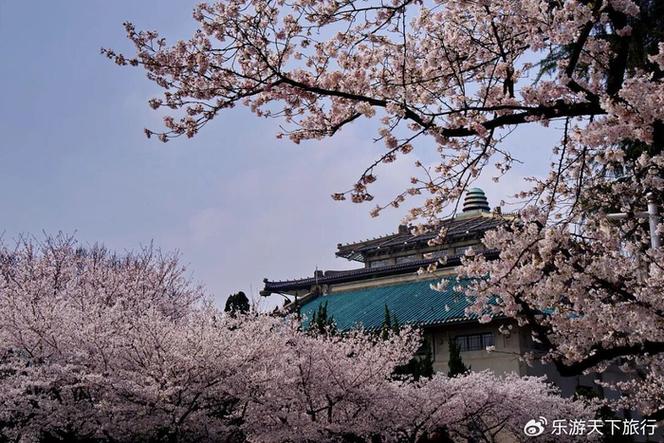 武汉大学看樱花截图