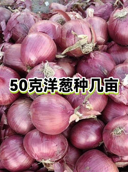 一个洋葱有多少克图标