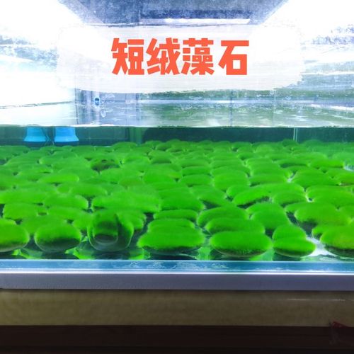 鱼缸起绿藻原因图标