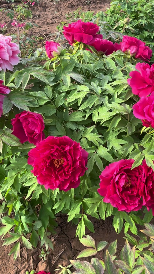 牡丹花山东菏泽
