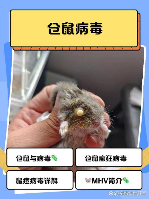 打壳有病毒吗图标