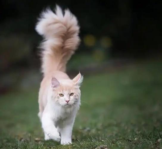 猫猫摇尾巴是表达什么情绪图标