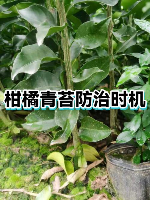 柑橘三月份打什么药图标