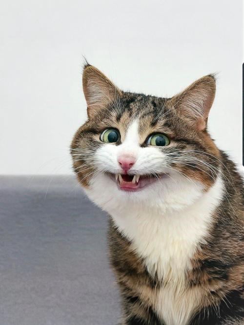 猫脸特效视频图标