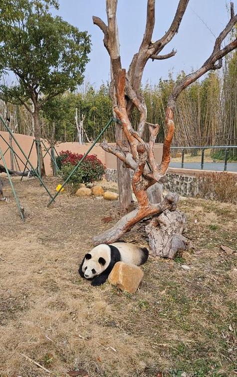 大熊猫野化训练截图