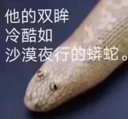 呆萌的蛇