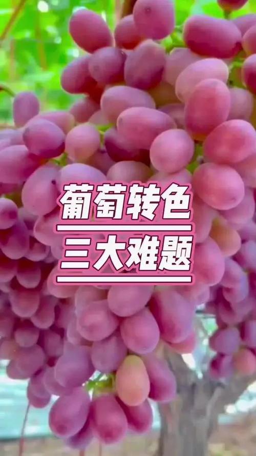 葡萄转图标