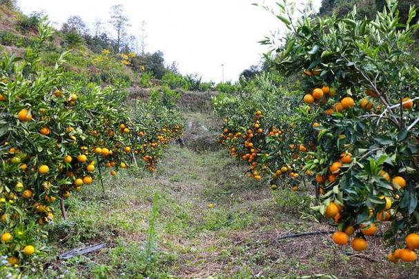 种植水果图标