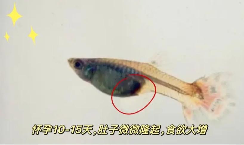 小鱼怀孕生孩子