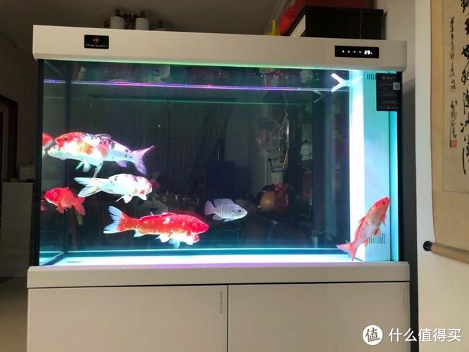 鱼缸哪里买最便宜最好图标