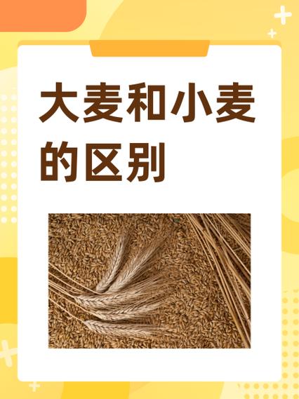 大麦ipad版截图