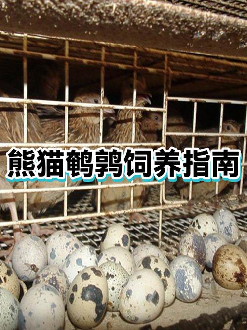 私人养熊猫需要什么条件图标