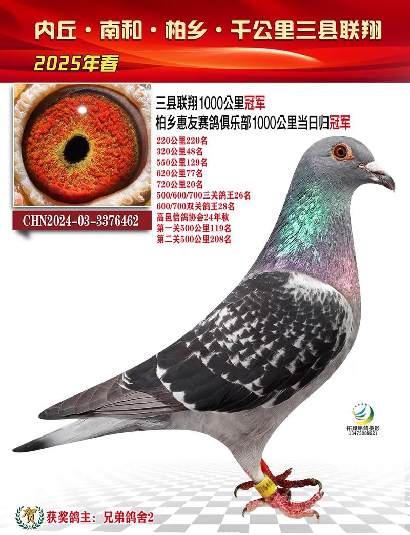 一只奇鸽网站截图