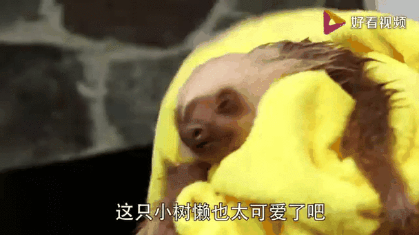 树懒呆萌的图片图标